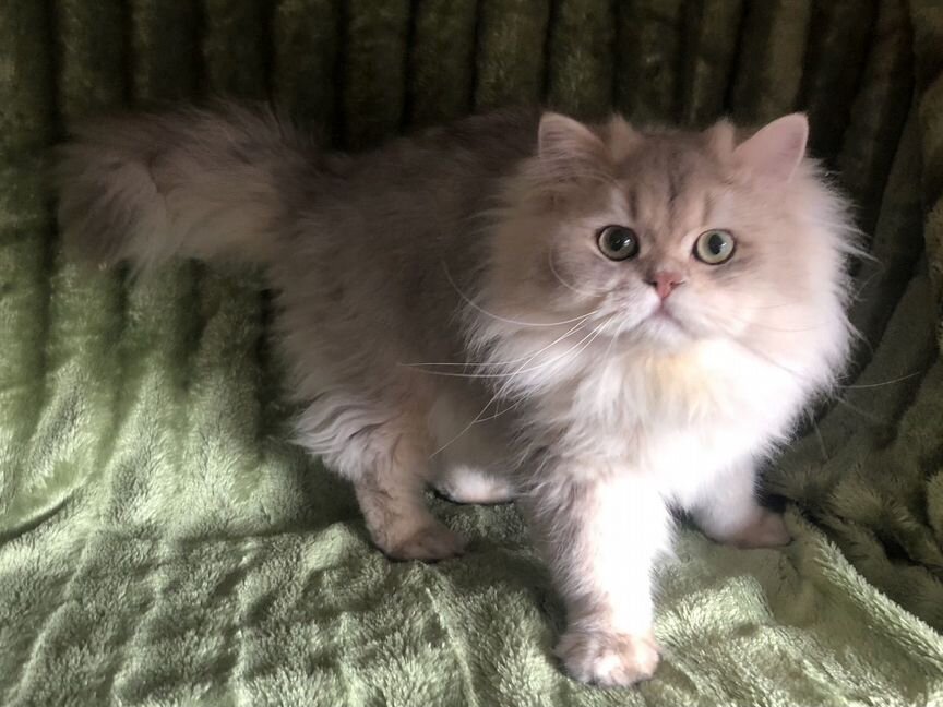 Британский кот
