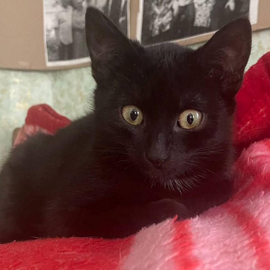 Котёнок в добрые руки