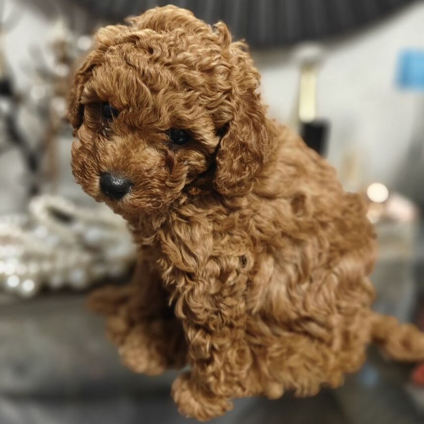 Той-пудель, щенок