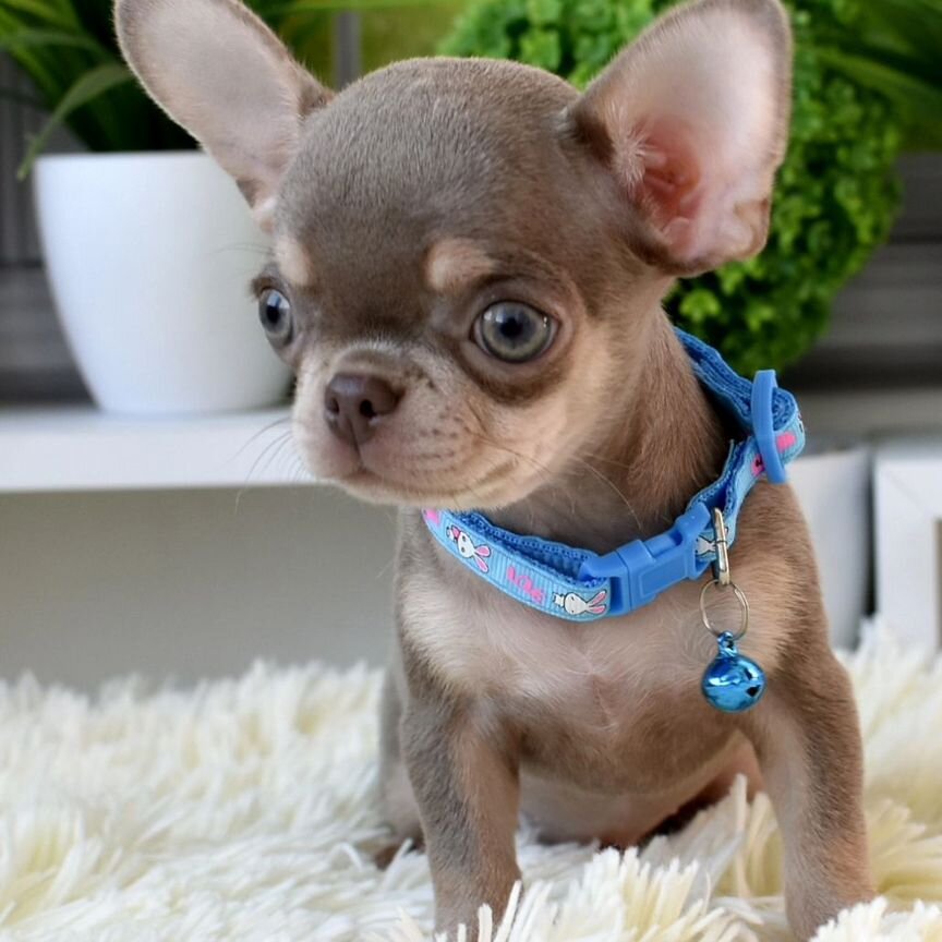 Лил-подпалый мальчик