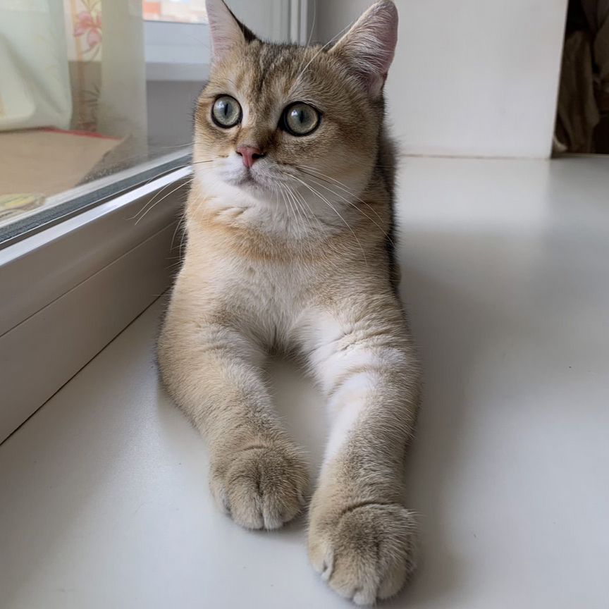 Золотой котик в разведение