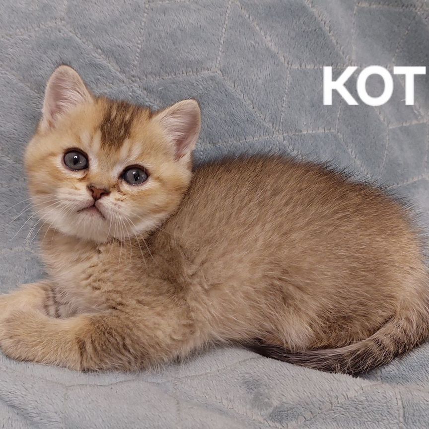 Британские котята