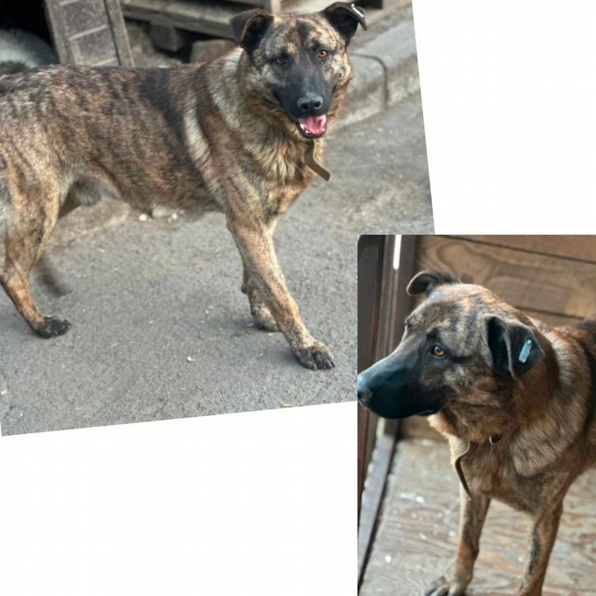 Тигруша мальчик ищет дом