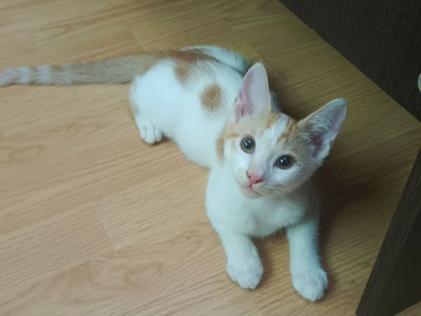 Лея котенок ищет семью