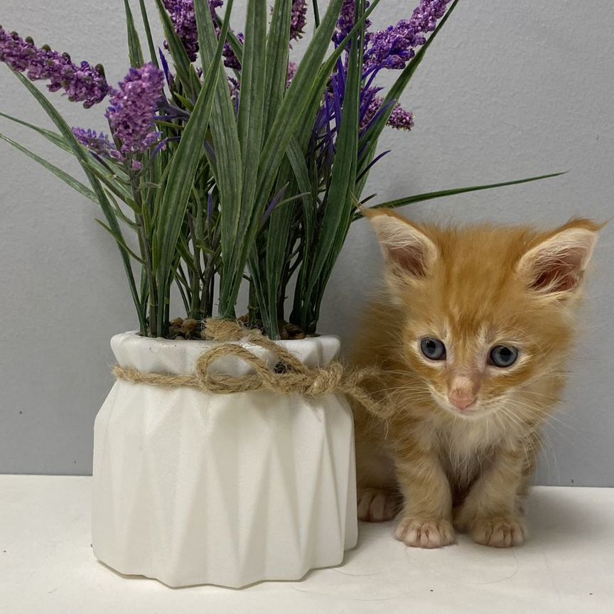 Мейн-кун котёнок