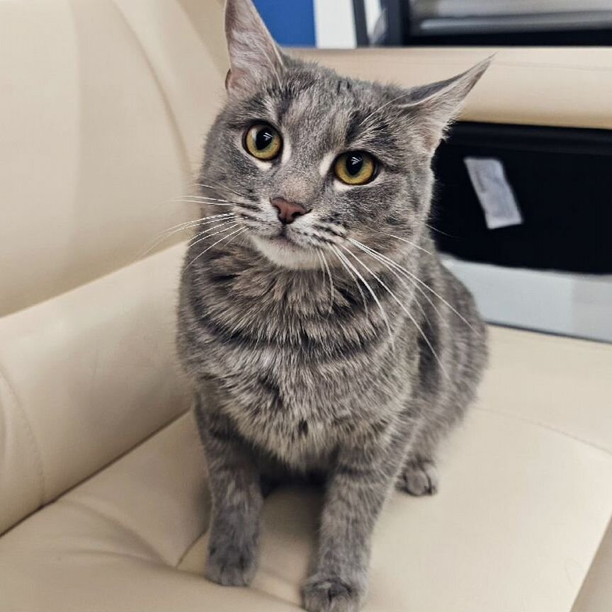 Взрослая, кошка в добрые руки