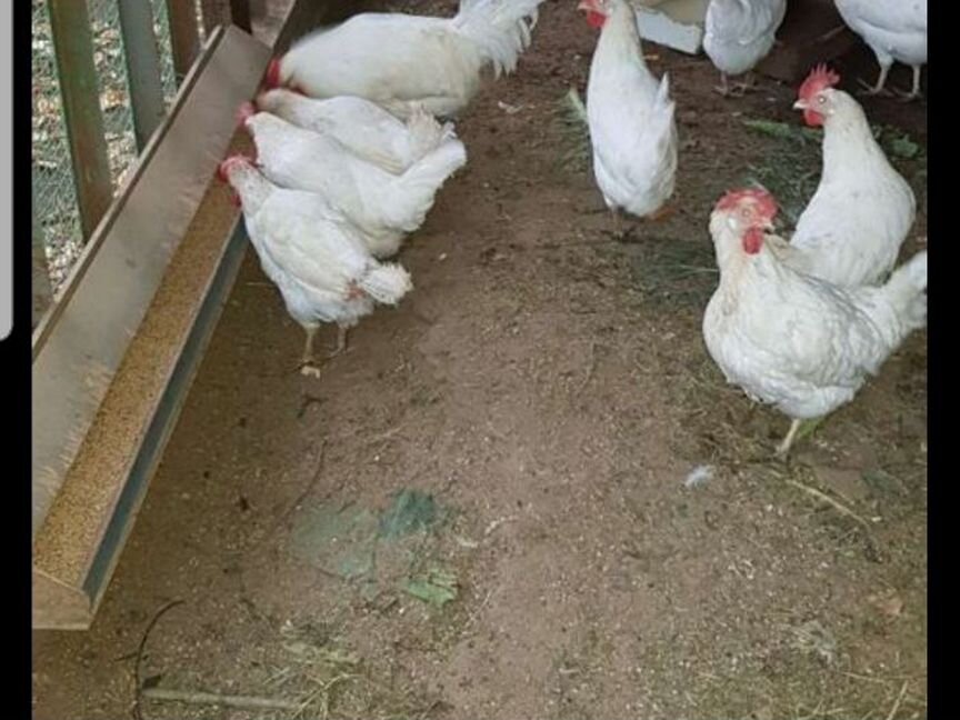 Куры несушки