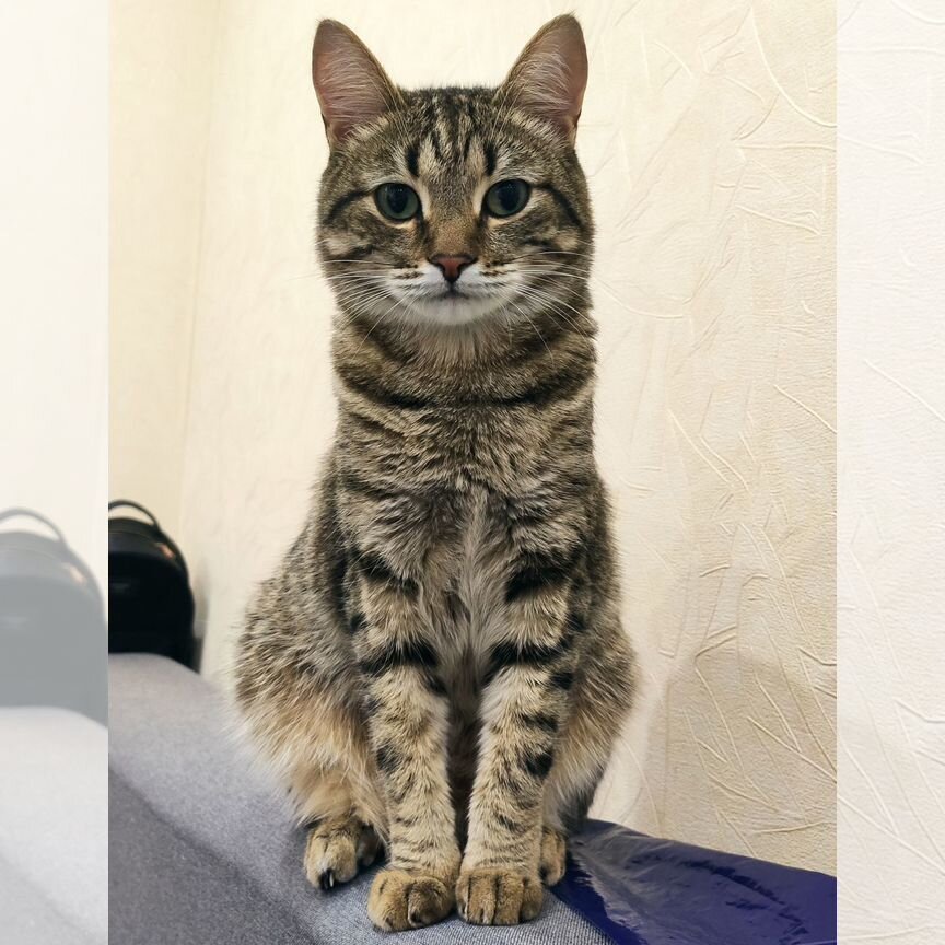 Отдам кота в добрые руки