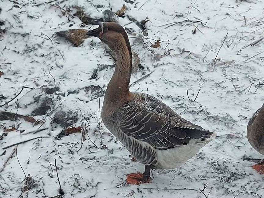 Инкубационное яйцо холмогорских гусей (благовары)