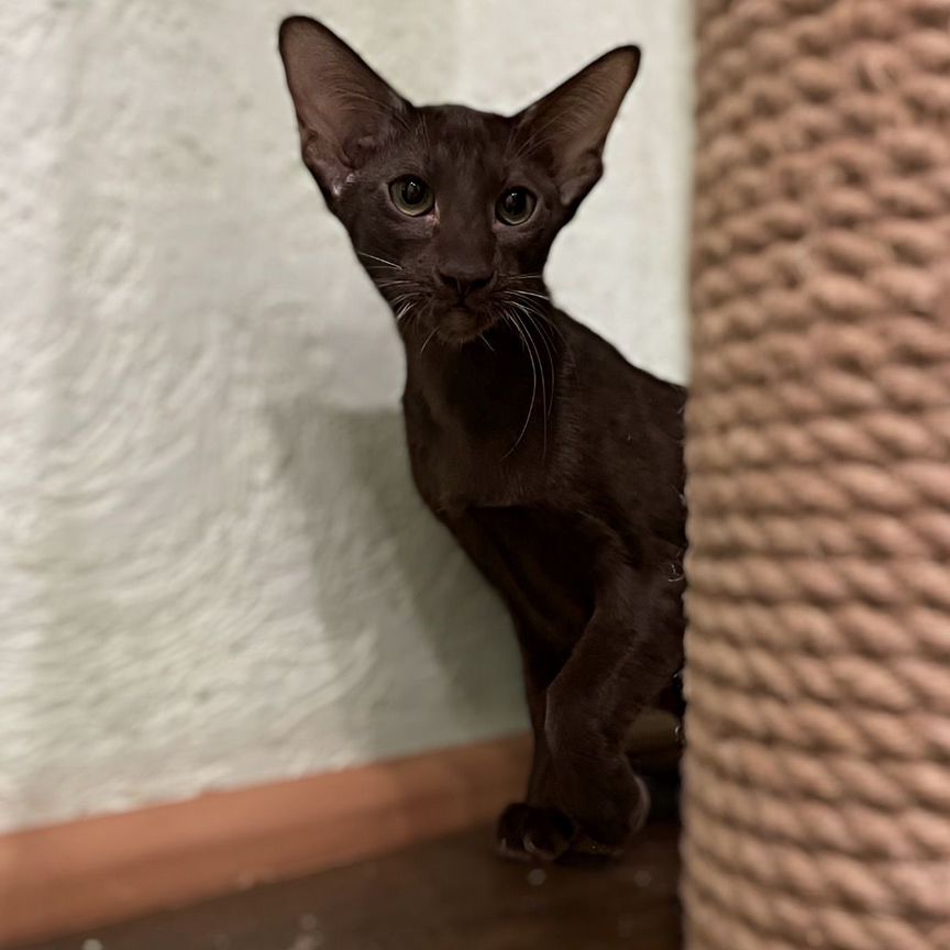 Ориентальный котёнок