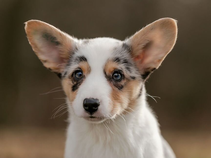 Вельш-корги кардиган -мраморная