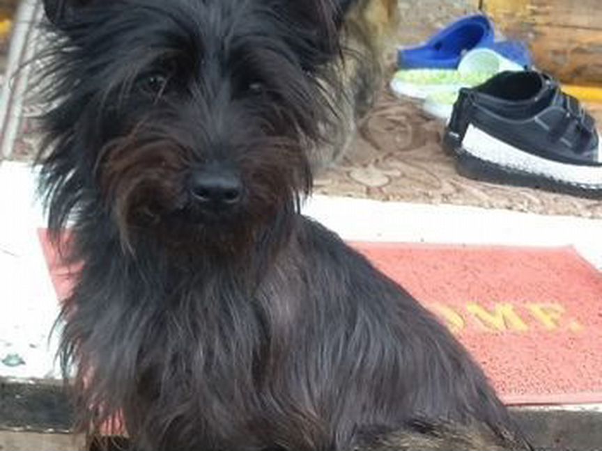 Собака в добрые руки отдам бесплатно