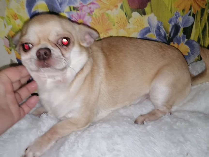 Чихуахуа вязка, щенки