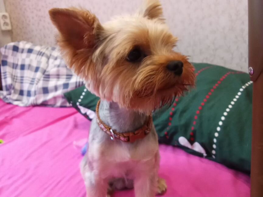 Йоркширский терьер