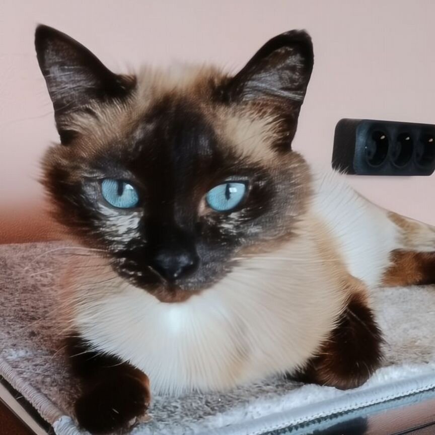 Сиамская, взрослая кошка