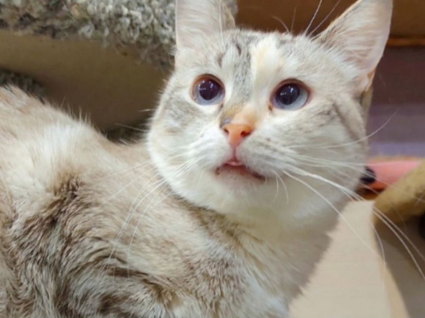 Кошка