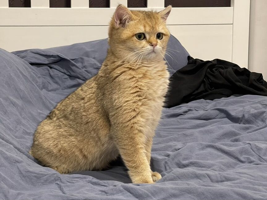 Котик золотая шиншилла