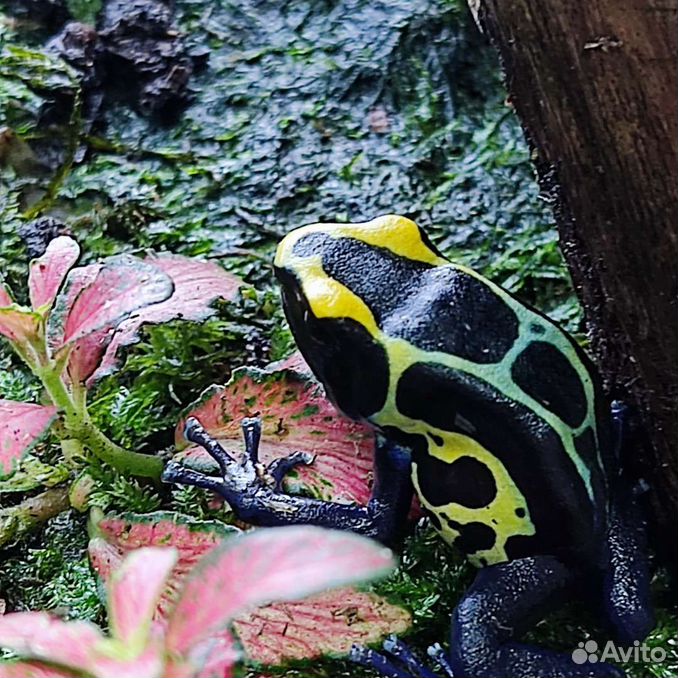 Лягушка с террариумом