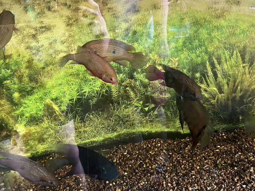 Хроимс-Красавиц