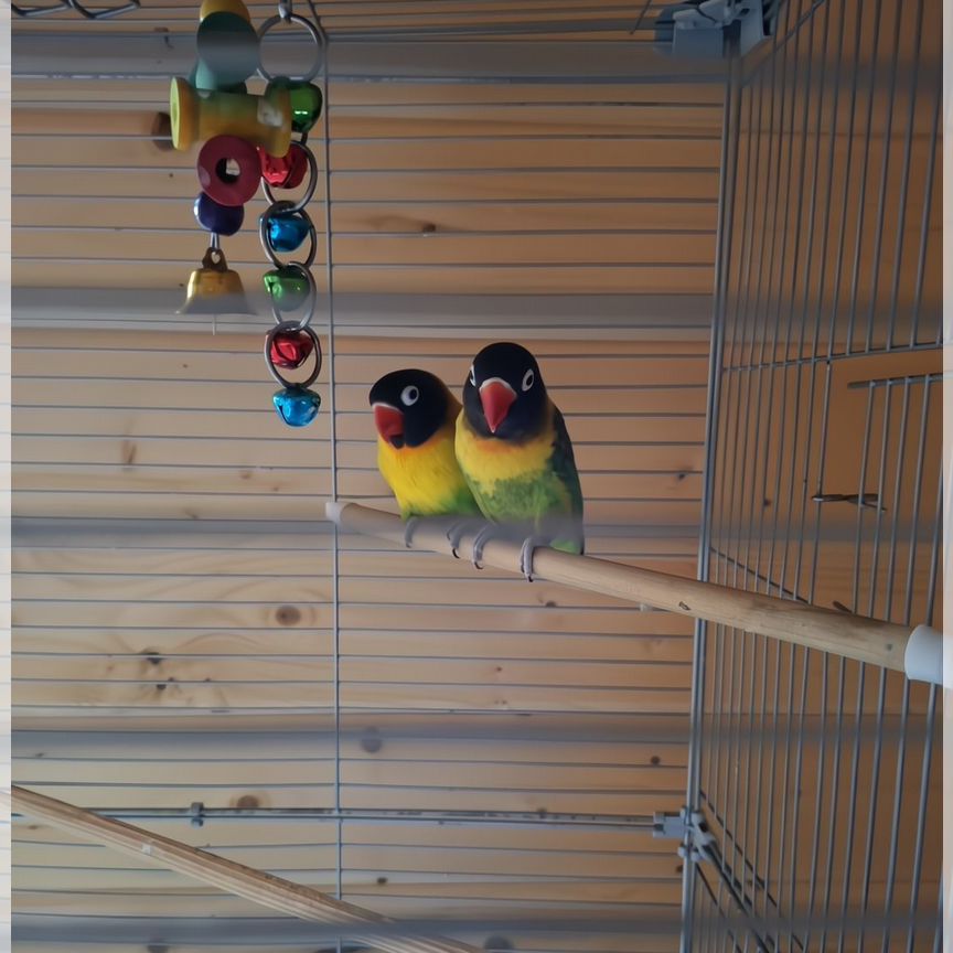 Попугай неразлучники