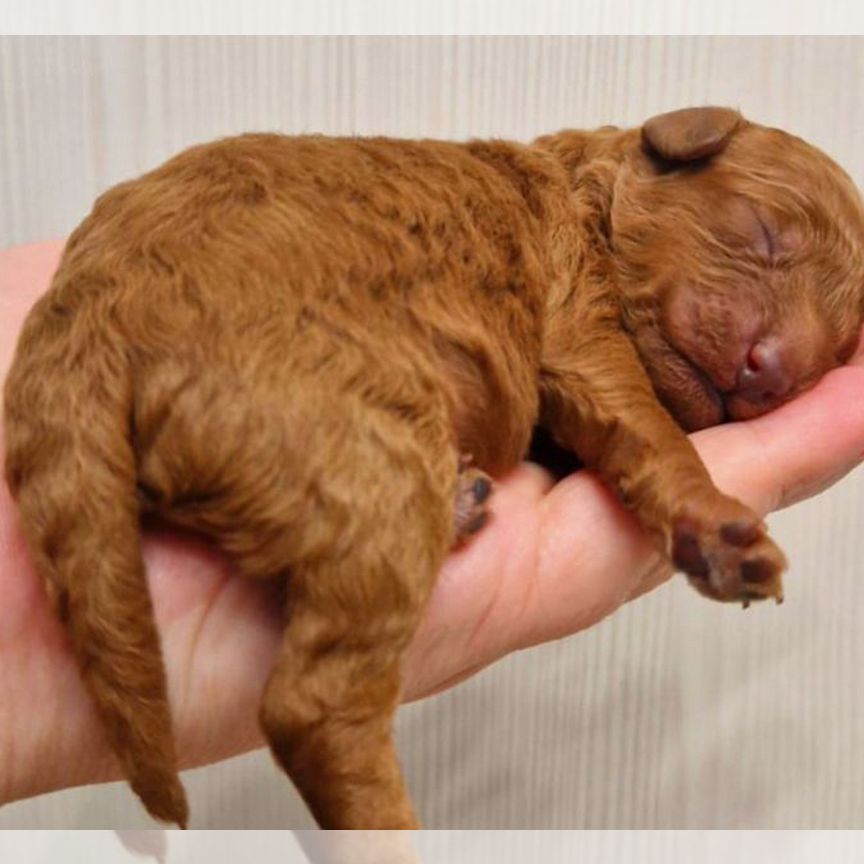 Той-пудель, щенок