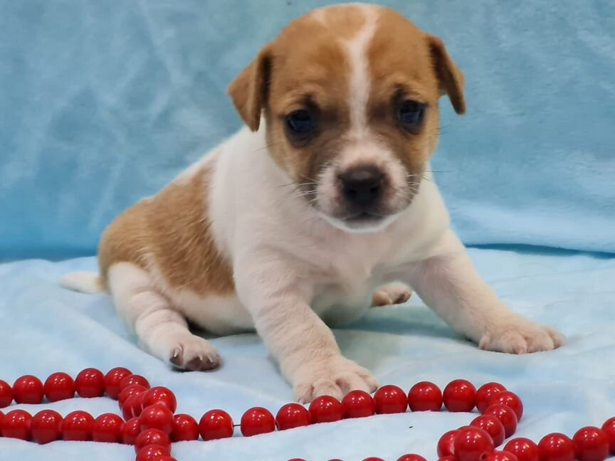 Джек Рассел терьер мальчикии девочки