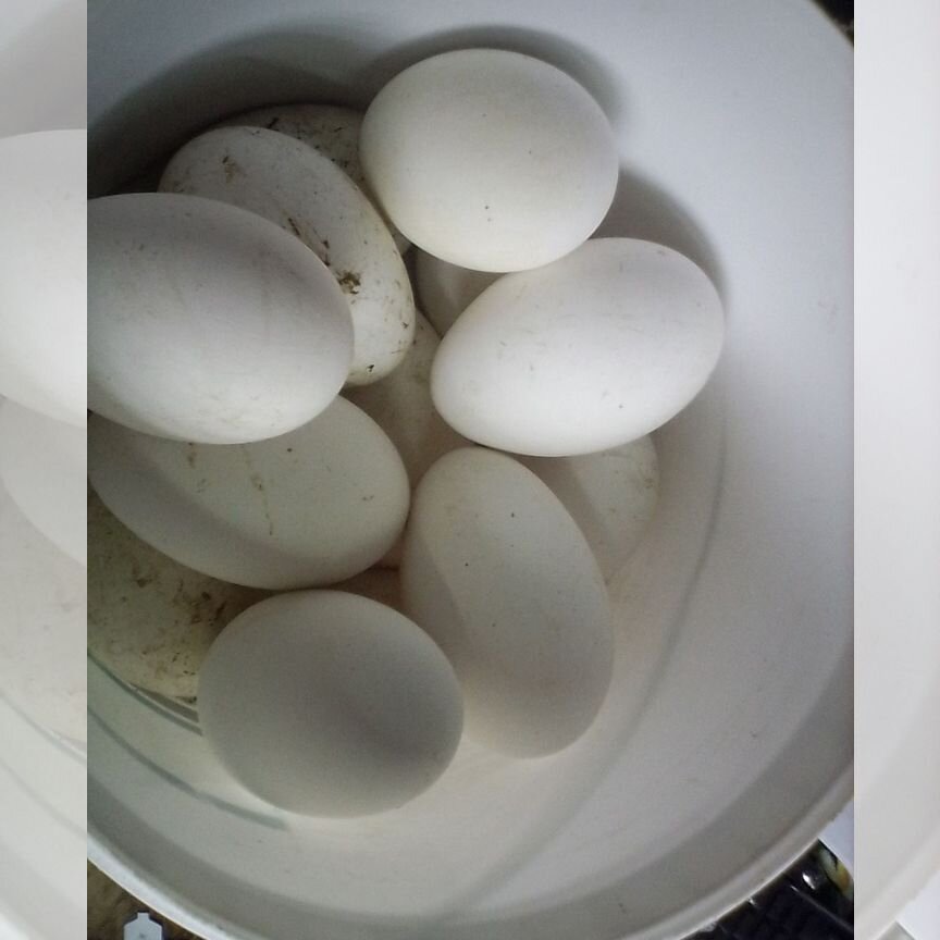 Яйцо гусиное для инкубации