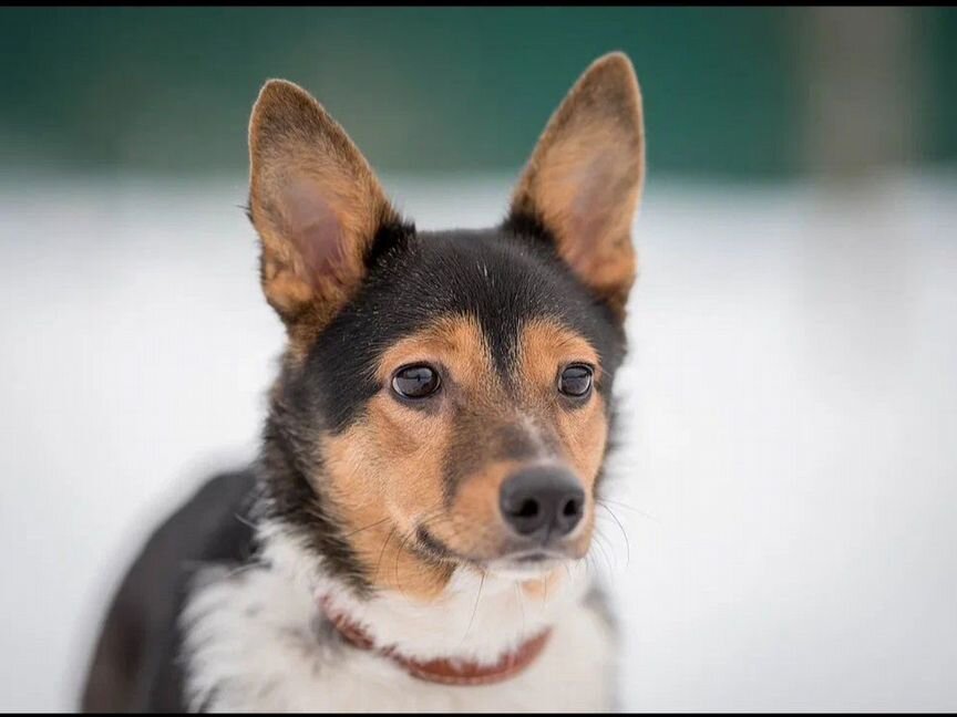 Бывшедомашний Хорсе ищет дом