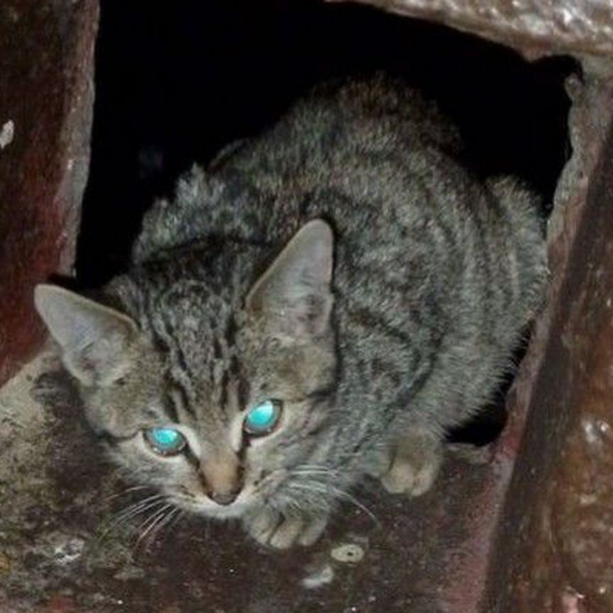 Котёнка подкинули к подъезду