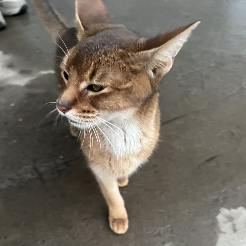 Кошка