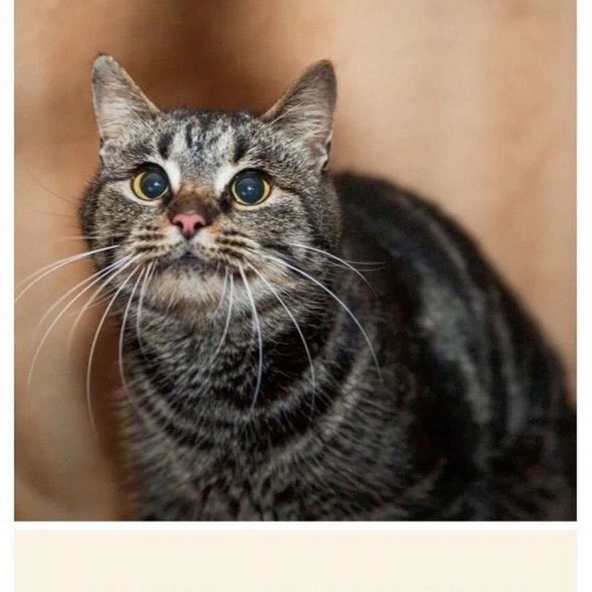 Красивая кошечка ищет любящего хозяина