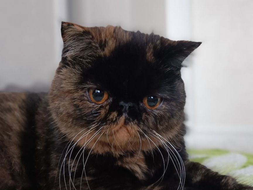 Экзотическая кошка