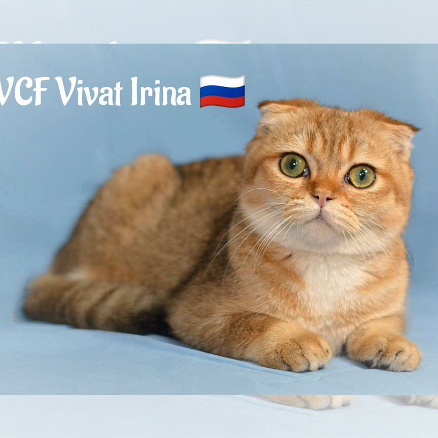 Шотландский в котёнок
