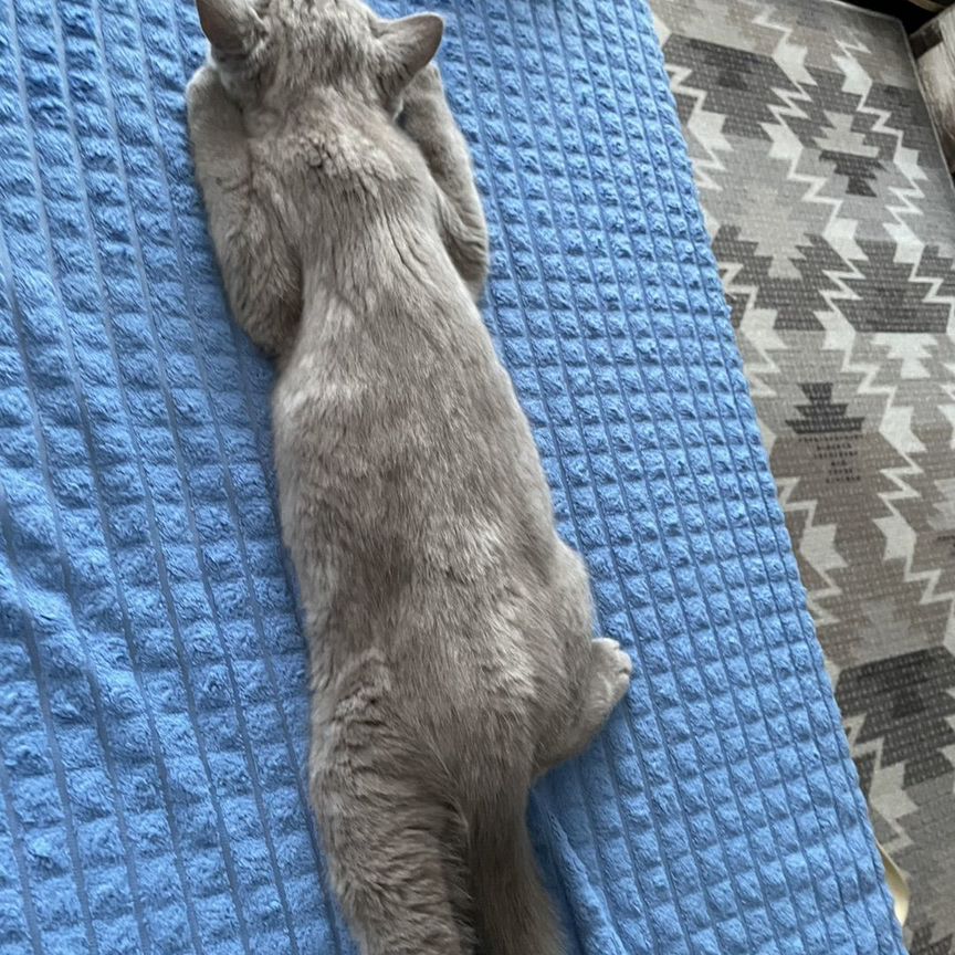 Шотландские прямоухие котята