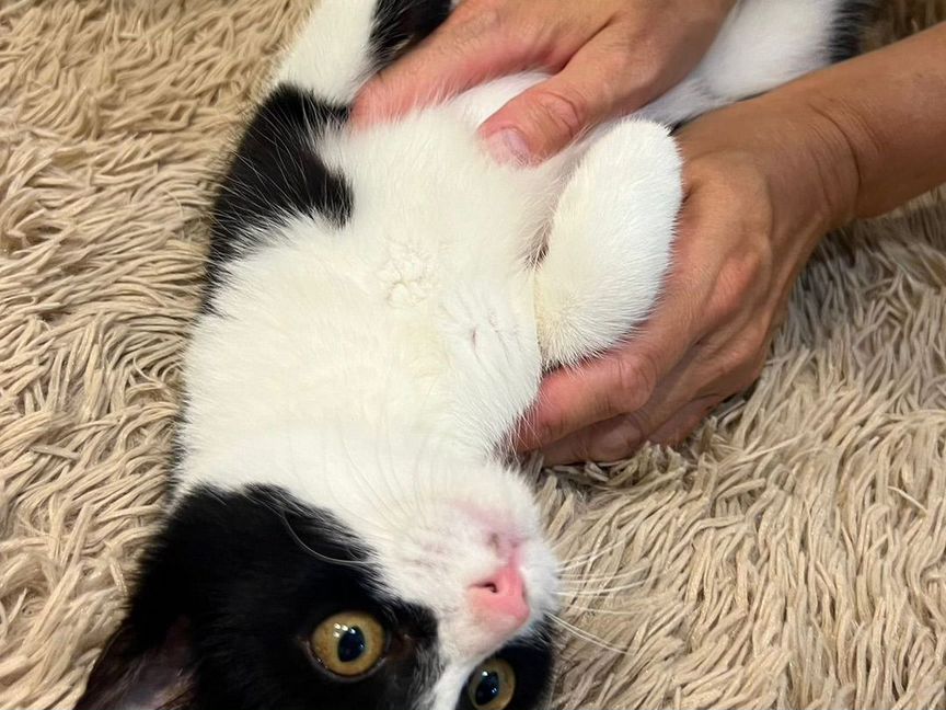 Котенок мальчик