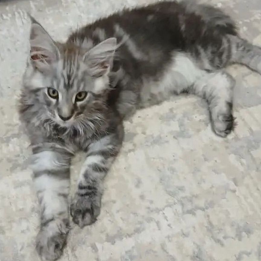 Мейн-кун котёнок