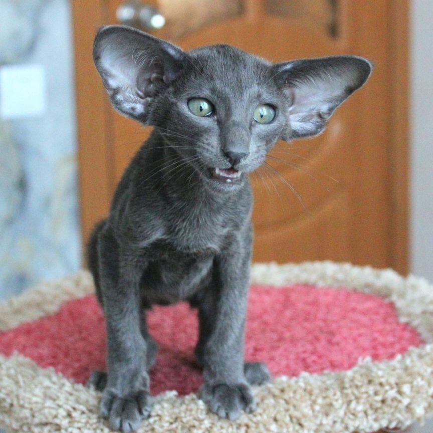 Ориентальные котята