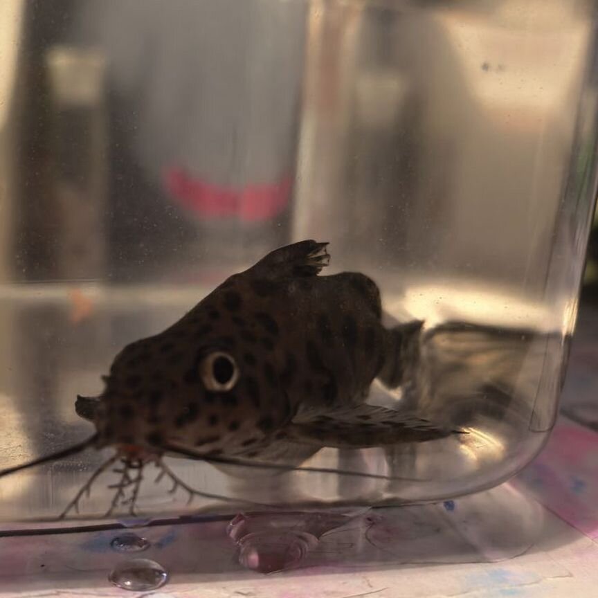 Аквариумные рыбки сомы