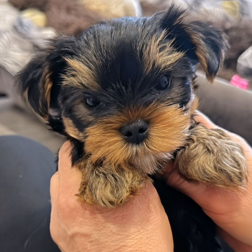 Йоркширский терьер, щенок