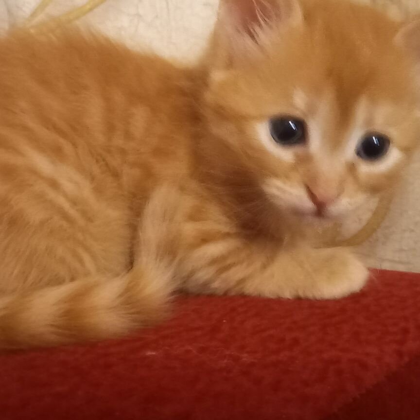Котята пушистики