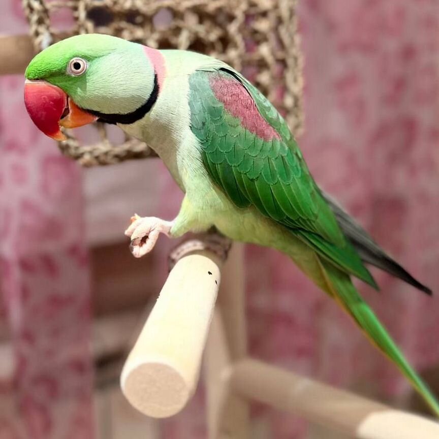 Александрийский попугай ручной