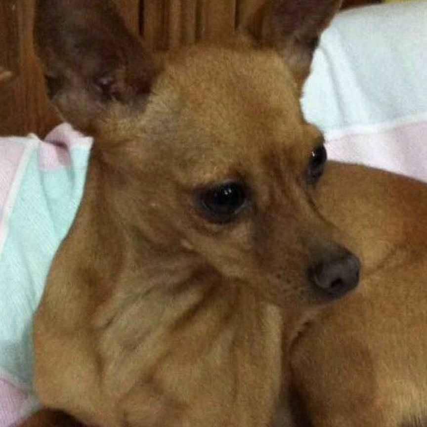 Русский той-терьер, взрослый пёс