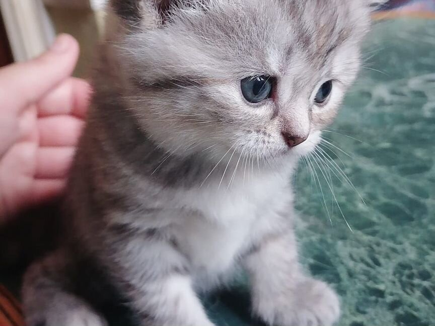 Британские котята