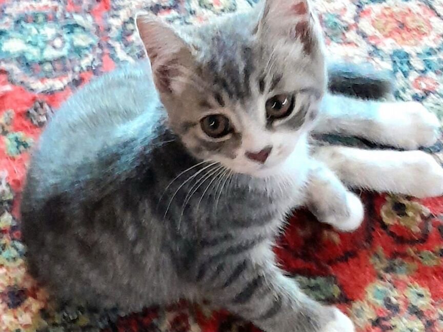 Котенок-умник
