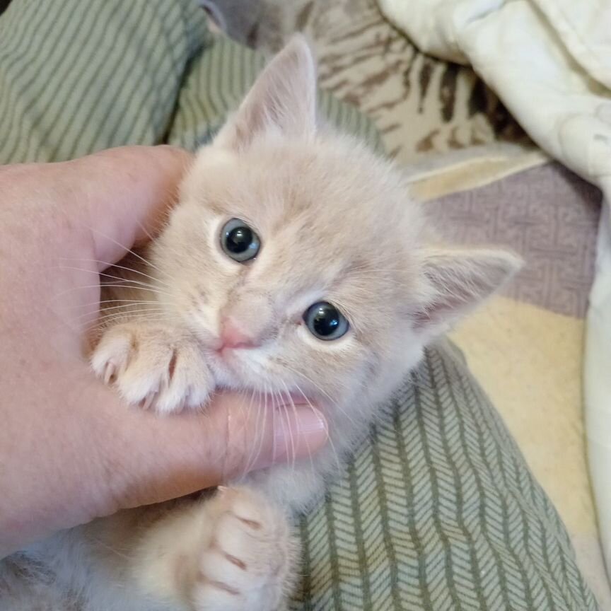 Одам в добрые руки бесплатно