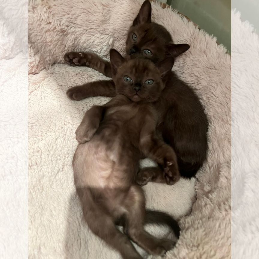 Европейский бурманский котёнок