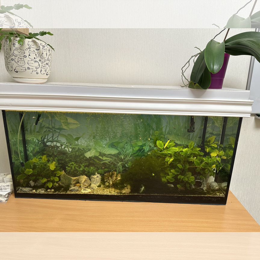 Аквариум 80 л с креветками, растениями и теодоксус