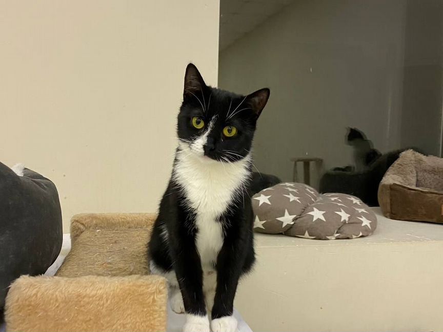 Кошечка Тая в добрые ручки