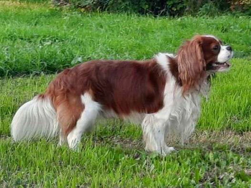 Кавалер Кинг Чарльз Спаниель Вязка