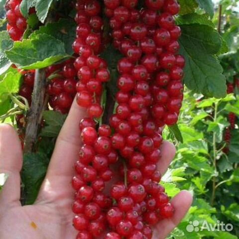 Саженцы красной смородины Ровада двухлетки купить в Лосино-Петровском ...